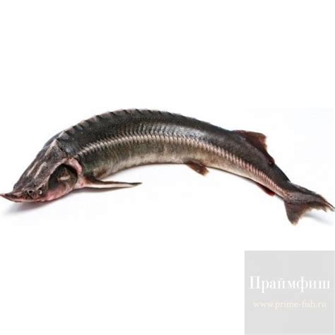 Стерлядь в Новосибирске цена за 1 кг | PrimeFish | Закажите доставку!
