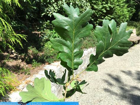 Quercus Garryana Kwantlen Polytechnic University School Of