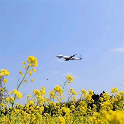 중국남방항공 살랑살랑~ 따뜻한 봄바람이 부는 완연한 봄 입니다 다들 주말에 꽃놀이