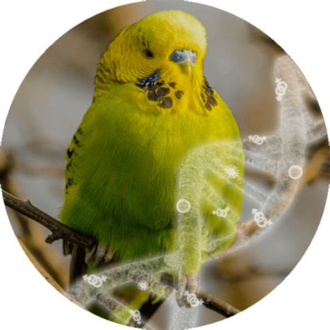 Sexing Pbfd Iqbirdtesting