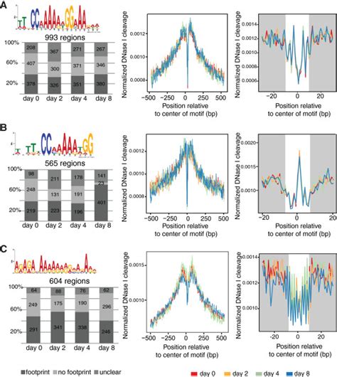 Dnase I Footprints Created By Tf Binding At Different Time Points Of Download Scientific