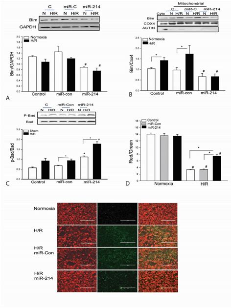 Increased Expression Of Mir 214 Suppresses The Expression And