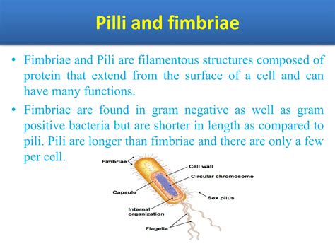 Bacterial Classification And Its Structure Pptx
