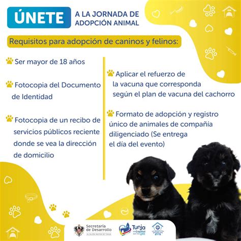 Cual Es El Proceso Para Adoptar Un Perro