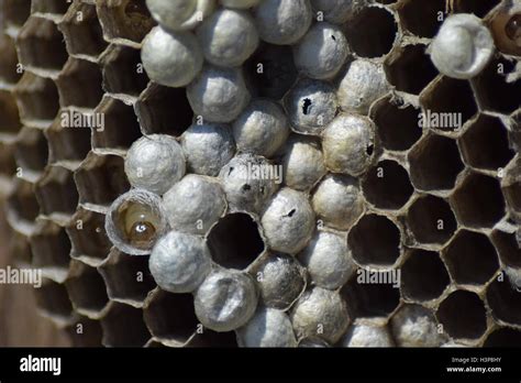 Wasp Nest Without Wasps Captured Ravaged Nest Wasps Honeycombs With Larvae Stock Photo Alamy