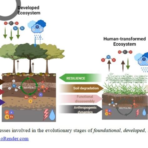 Functional And Ecological Processes Involved In The Evolutionary Stages Download Scientific