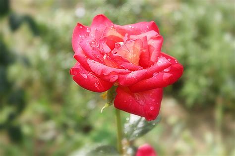 장미꽃 바탕화면이미지 네이버 블로그