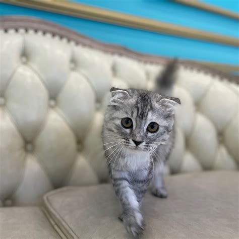 폴드 여아 399 000 말티푸성격 단모치와와분양 아기강아지 수원고양이무료분양 시바견분양가 아비시니안고양이 말티즈수명 부천강아지분양 강아지무료분양 고양이무료분양