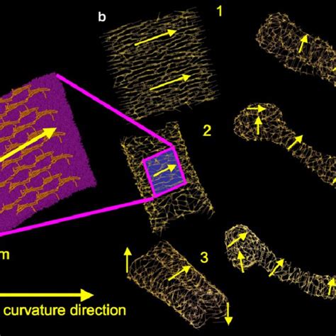 A Snapshot Of A Putative N Bar Oligomerization Structure On An Download Scientific Diagram