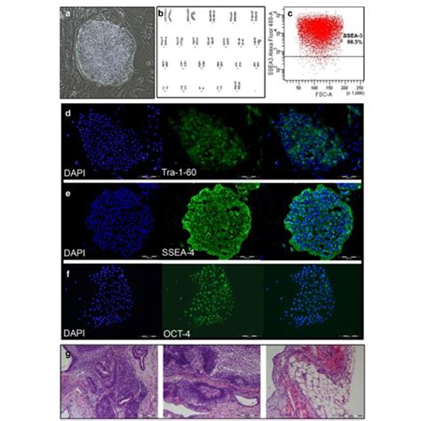 Sequences Of The APC Coding Regions Download Table