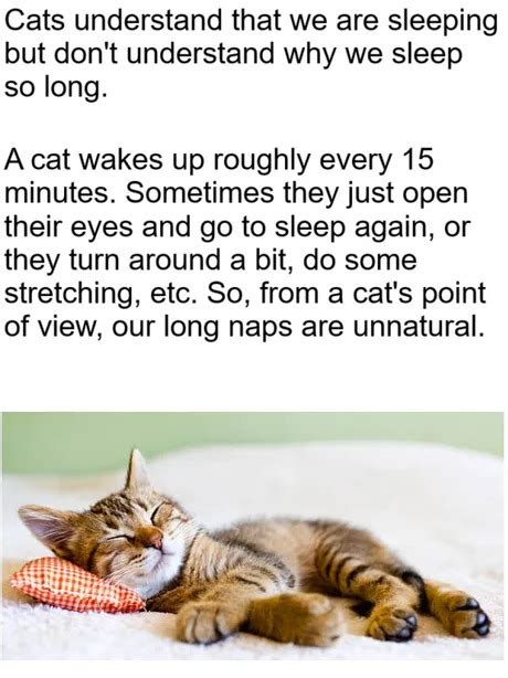 Cat Naps Quotes 250 Cat Quotes And Caption Ideas For Instagram