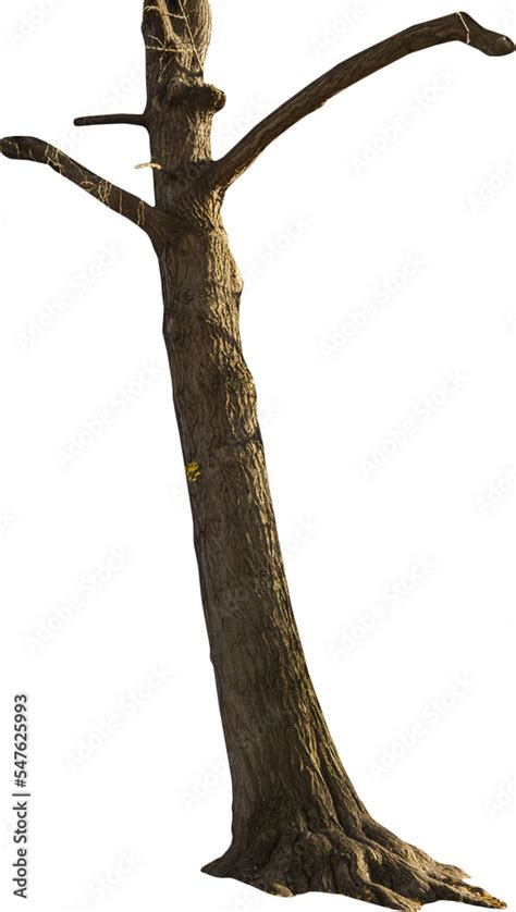 Isolated PNG Cutout Of A Tree Trunk On A Transparent Background Stock Photo Adobe Stock
