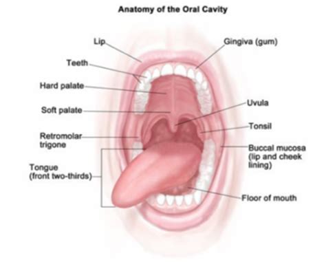 Ventral Buccal Mucosa Tongue