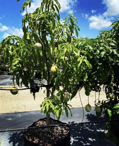 Venus Mango Grow Guide Tropical Tree Guide