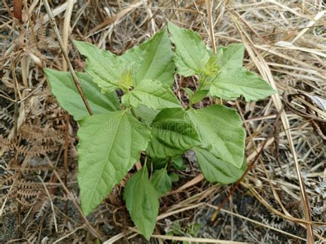 Minjangan Grass Or Kirinyuh With The Latin Name Chromolaena Odorata