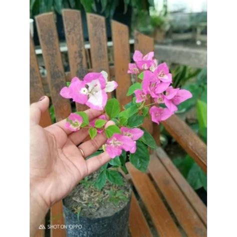 Jual Bougenvil Coconut Ice Cream Shopee Indonesia