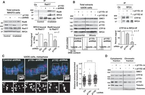 p110β silencing reduces rfc ctf18 complex assembly and function a