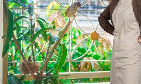 How To Prevent Birds From Perching 2 Effective Methods