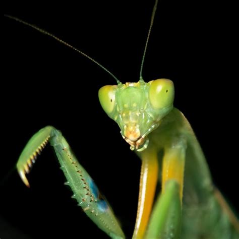 2024 Bug Of The Year Nominees New Zealand Bug Of The Year