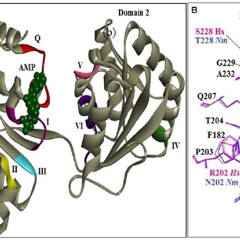 Rna Bound Pnpase Core Athe Interaction Of Rna With Nesseria Download Scientific Diagram