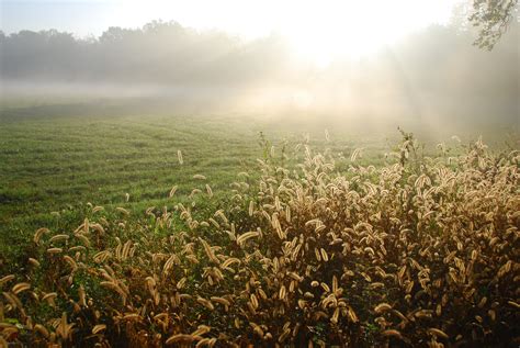 무료 이미지 나무 자연 태양 안개 들 목초지 햇빛 아침 잎 꽃 수확고 가을 공원 흙 농업 빛의 광선 프라 토 농원 선샤인 농촌 지역