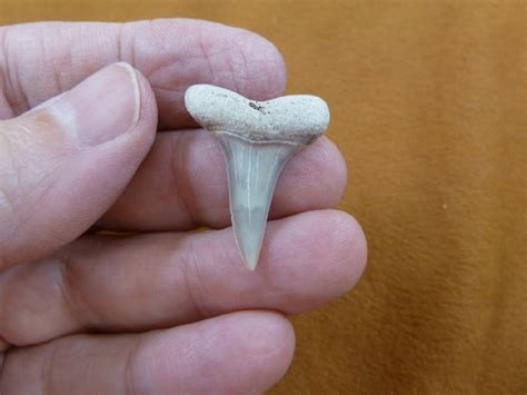 1 1 8 Inch Fossil Mako Shark Tooth Teeth Pendant Necklace Etsy
