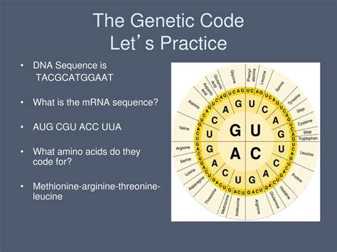 Heredity B 4 3 Explain How Dna Functions As The Code Of Life And The