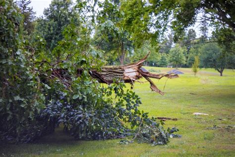 How To Prevent Trees From Falling Dragonetti Tree Removal