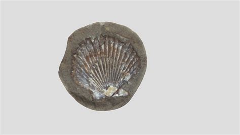 Fossilized Scallop Shell Download Free 3d Model By Narocreations
