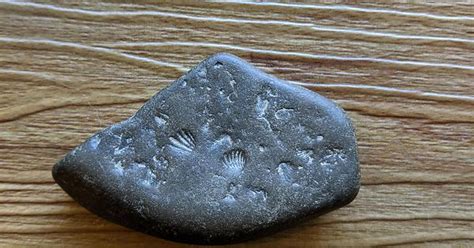 My Fossils Album On Imgur