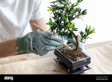 Man Adding Granular Organic Fertilizer To Bonsai Pot Gardener