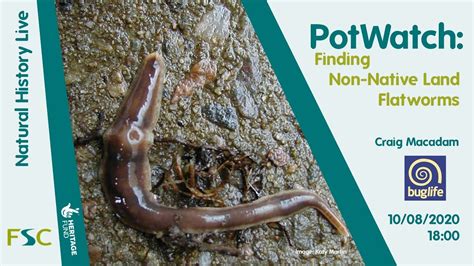 Flatworm Parasite Transformative Tools For Parasitic Flatworms