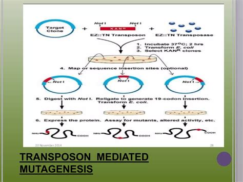 Transposon Mutagenesis And Site Directed Mutagenesis Pptx
