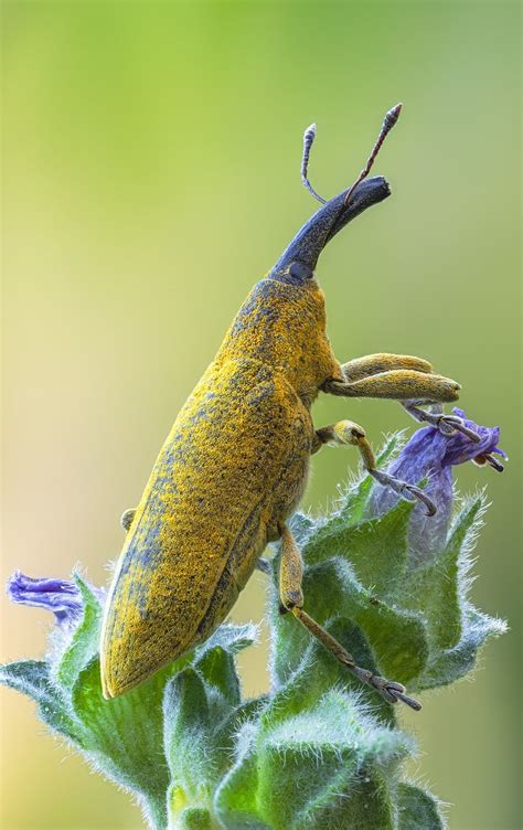 Weevil Beetle Insect Free Photo On Pixabay