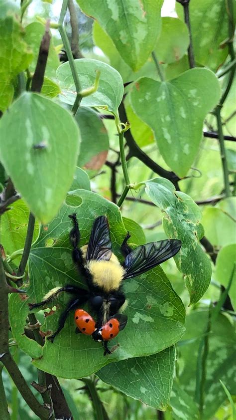 Anyone Else Has Bumblebee As Their Favorite Transformer Rtransformers