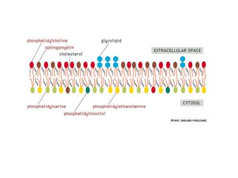 membrane structure and membrane chemistry pptx