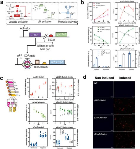 Enhancing Tumor Specific Recognition Of Programmable Synthetic