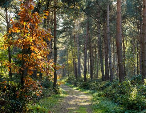 Free Images Landscape Tree Nature Path Grass Wilderness Branch Fog Mist Sunlight