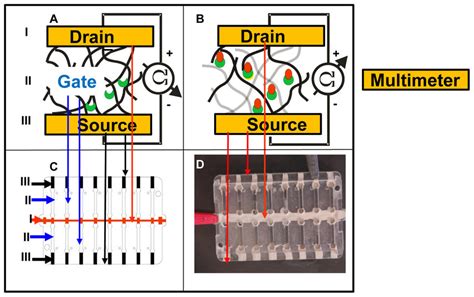 Electrical Percolation Biological Semiconductor Bsc Electrical
