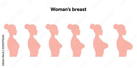 Womens Breast Anatomy Medical Female Diagram Size Form Shapes And