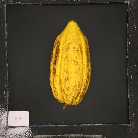 uf 18 cacao maturity detection object detection dataset v1 2023 04 28