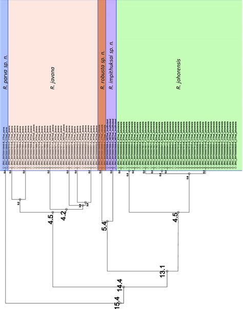 Cluster Dendrogram Of Coi 313 Bp Barcodes Of Rhopalomastix Forel
