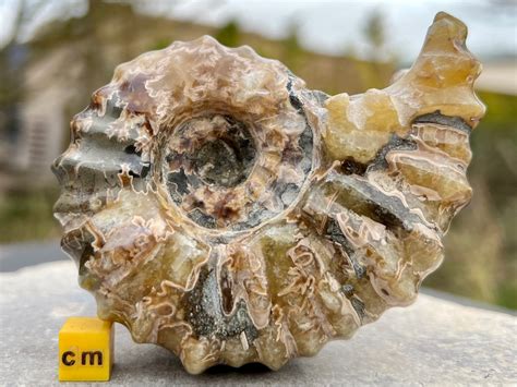 Recrystallization Fossil