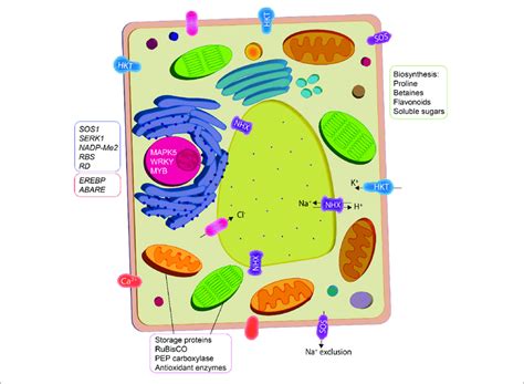 Plant Growth Promoting Rhizobacteria Interaction Mediate Cellular