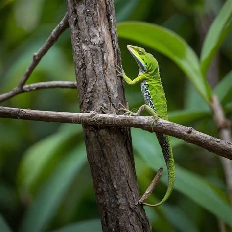 Assert Dominance Stock Illustrations 29 Assert Dominance Stock Illustrations Vectors