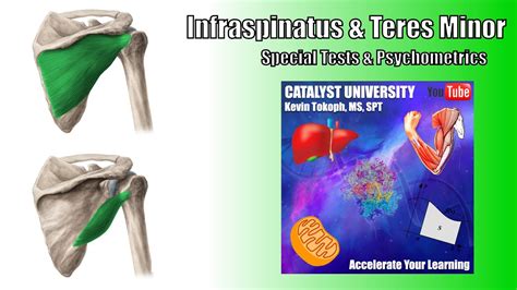 Infraspinatus Tears Special Tests Rationale And Interpretation Youtube