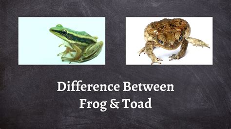 Difference Between Frog And Toad Hop To It The Difference Between