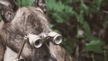 Look Binoculars S Tenor