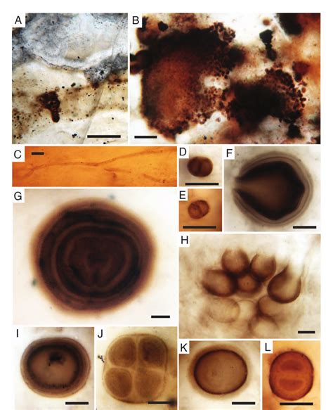 Covariance Of Microfossil Assemblages And Microbialite Textures Across An Upper Mesoproterozoic