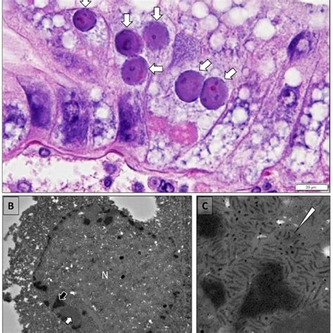 Histopathology And Ultrastructure Of Callinectes Sapidus Nudivirus A